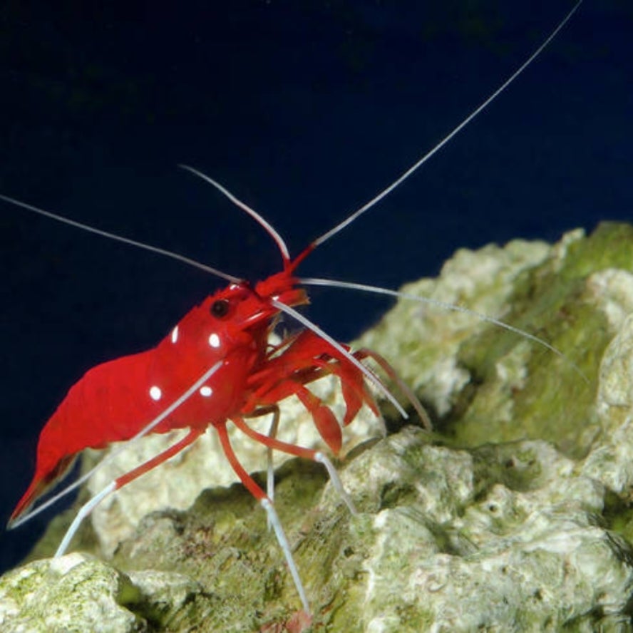 Fire Shrimp | Reklaw Reef